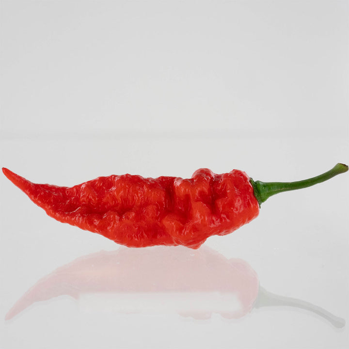 Carolina Reaper Seeds – Pepper Joe’s