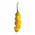 Yellow Peter Pepper Seeds (Non-Isolated) – Pepper Joe’s